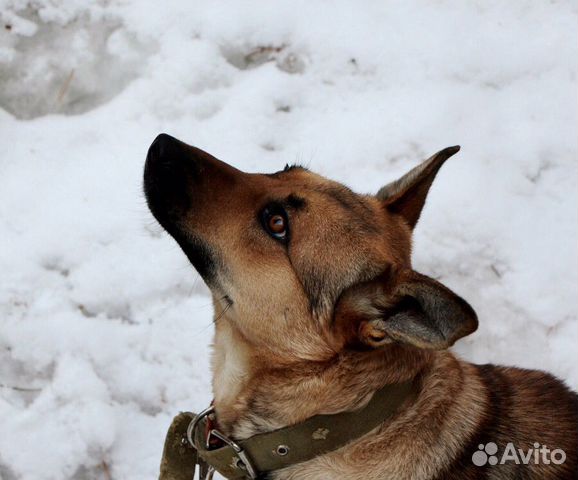 Собака в поисках дома