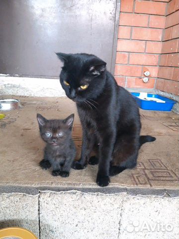 Котята британской кошки