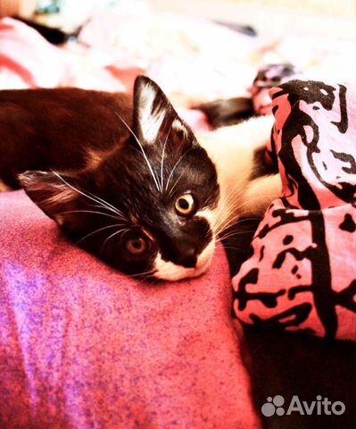 Котёнок в добрые руки