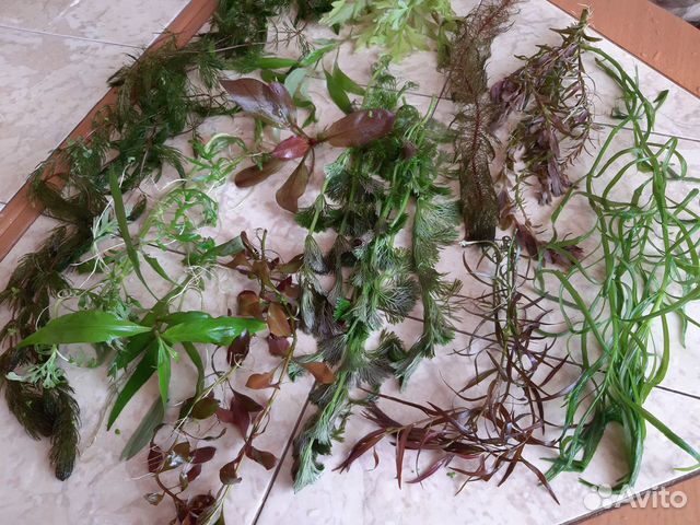 Большая прополка