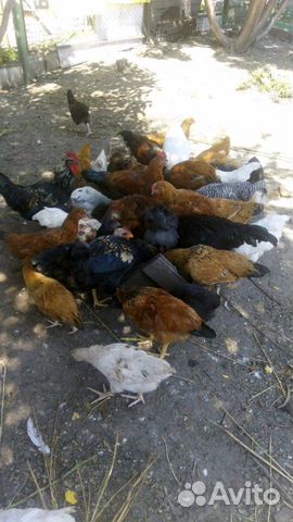 Молодые куры-несушки и петушки