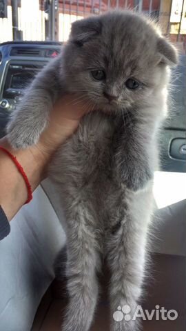 Шотландский вислоухий котёнок
