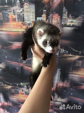 Хорек мальчик 4 месяца