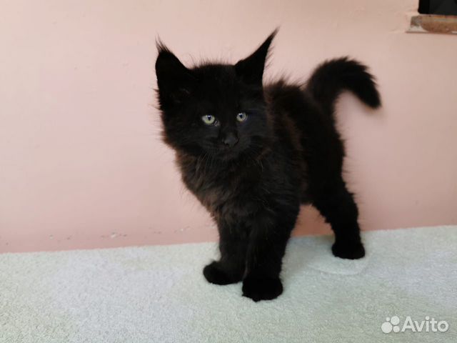 Котенок Мейн Куна мальчик