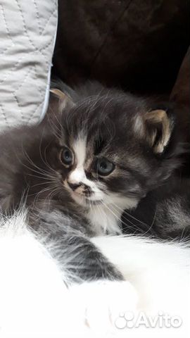 Отдам в добрые руки двух котят. Мама породистая "Н