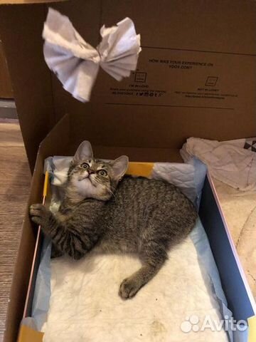 Котёнок подросток