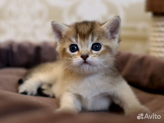 Кошка скоттиш страйт золотого тикированного окраса
