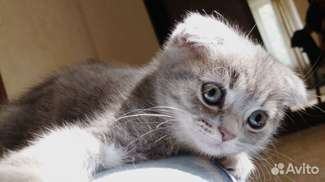 Шотландские вислоухие котята с документами