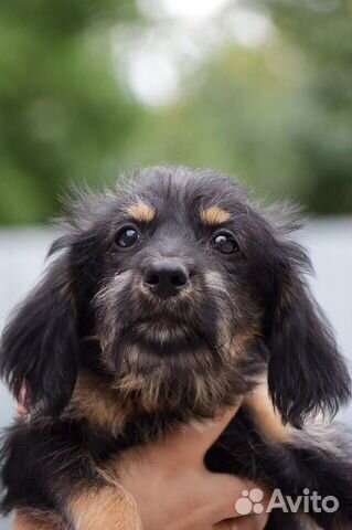 Малышка Земляника ищет семью