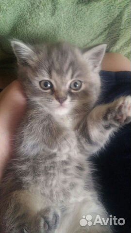 Котенок британский