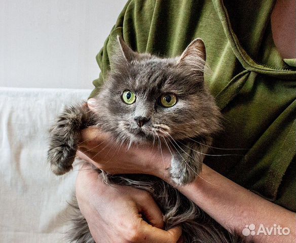 Отдается кошка Боливия