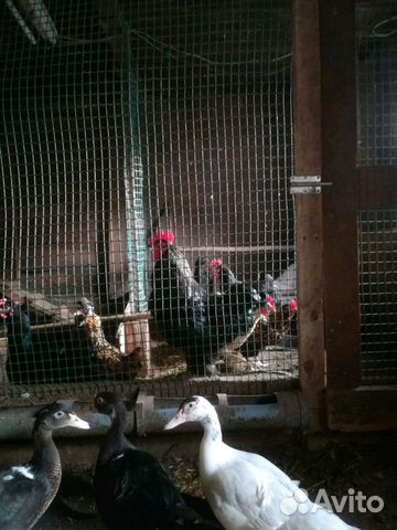 Kуры, утки и петух