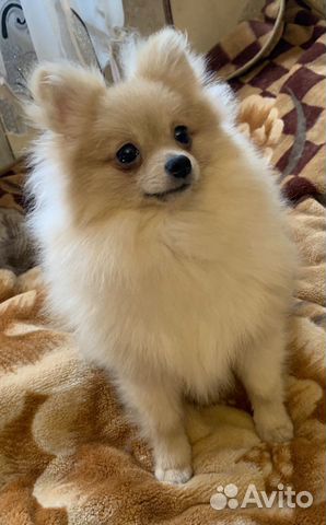 Померанский шпиц