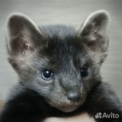 Соболь животное