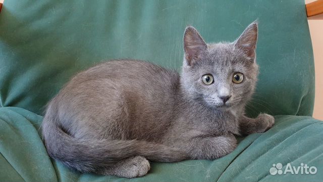 Дымчатый котенок-мальчик даром
