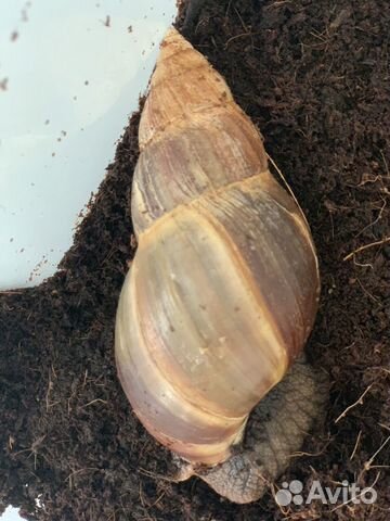 Улитка ахатина 1,5 года