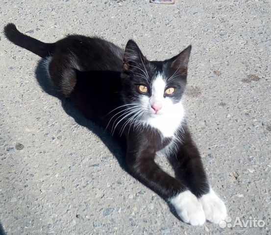 Котята с приданым