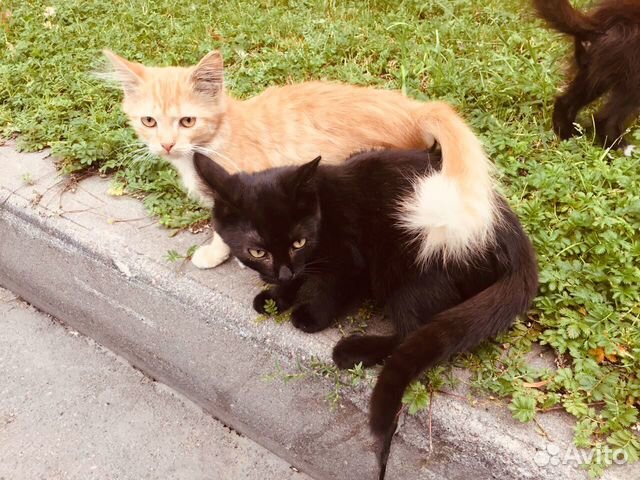 Милые котята ищут дом