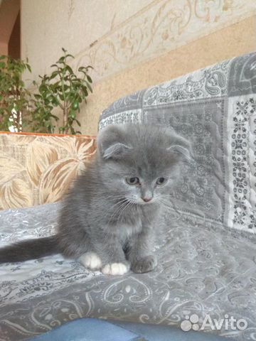 Отдам в хорошие руки Мама британка, отец негодяй