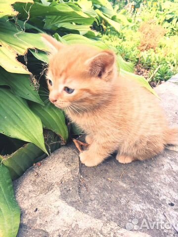 Котёнок 8 недель