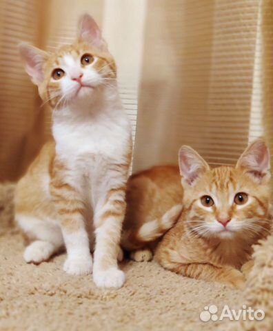 Рыжие братья Рон и Фредди в добрые руки