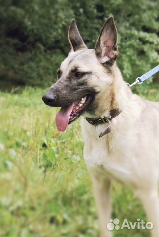 Метис Малинуа Зара