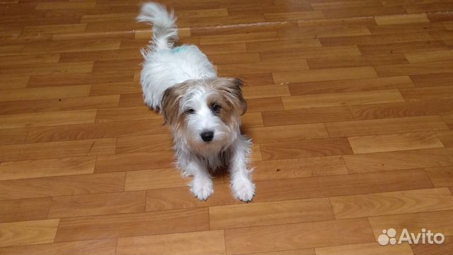 Собака по кличке "Шарик"