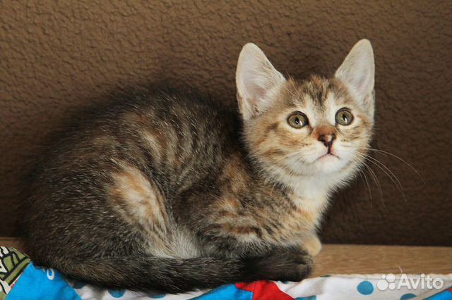 Девочка 2 мес