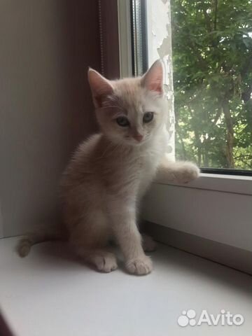 Светлого котёнка Лёву в хорошие руки мампап