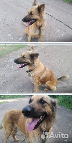 Собака, девочка, стерилизована, фенотип бельг