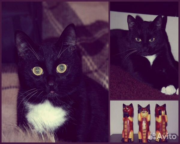 Отдаём кота лучшим людям на свете