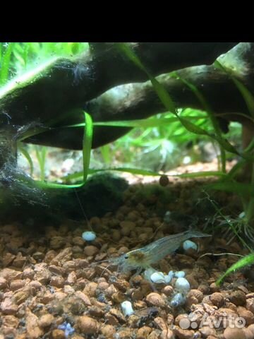 Продам креветок амано и расбора бригитт