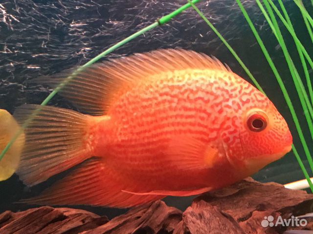 Северум красный жемчуг