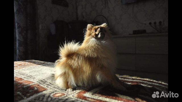 Ищу кобеля для вязки шпица