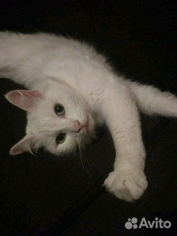 Хорошая кошечка в хорошие руки