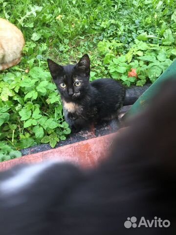 Кошечка Клякса ищет дом