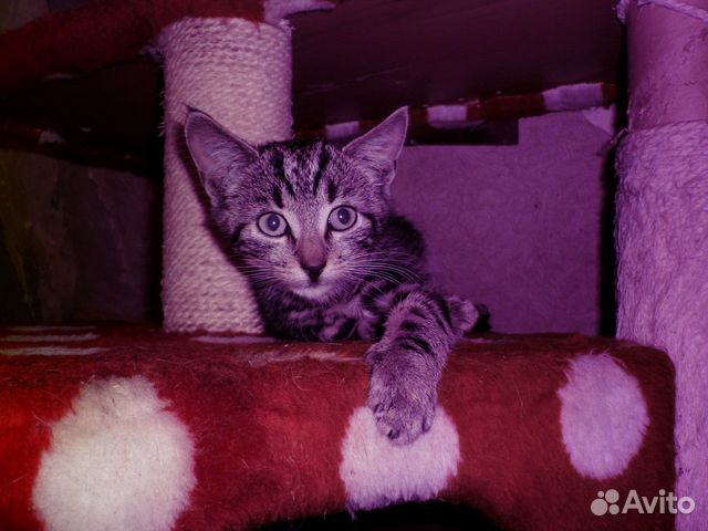 Домашние котята