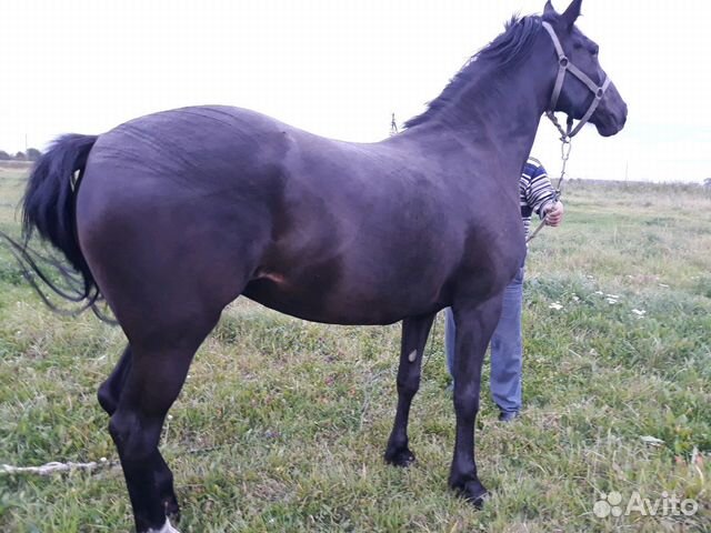 Орловская рысачка