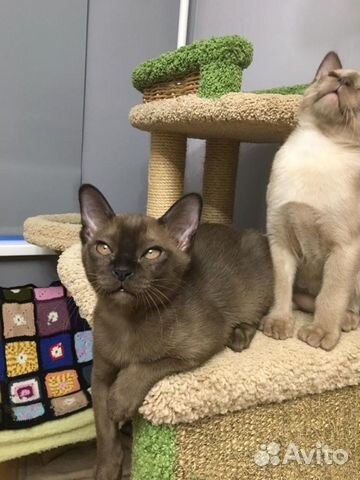 Котята Европейской Бурмы