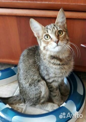 Котенок-мальчик, 7 месяцев