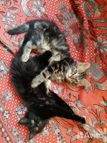Котята полуперсы