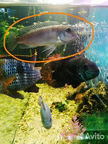 Цихлиды рыбка