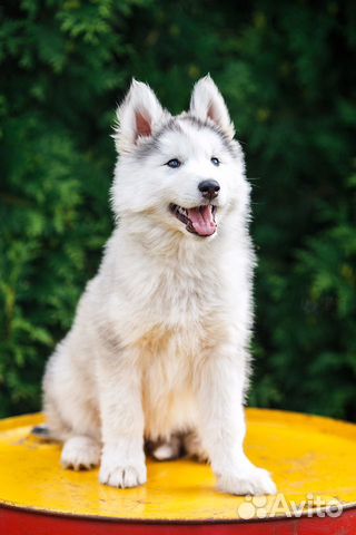 Щенок хаски