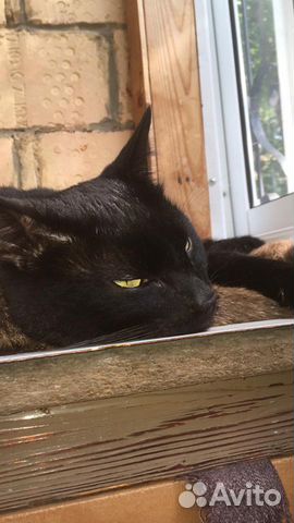 Отдадим прекрасного кота