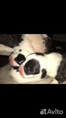 Продам щенят амстаффа