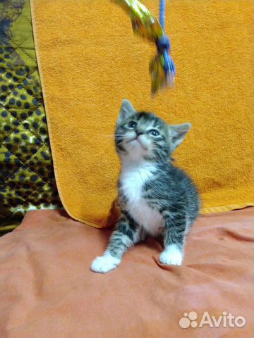 Котята от домашней кошки