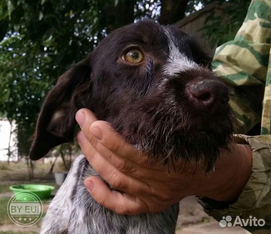 Щенок дратхаара - мальчик