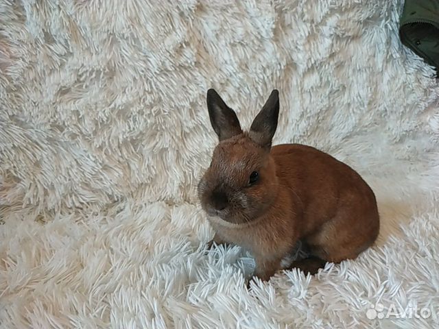 Кролик декоративный девочка 1 год