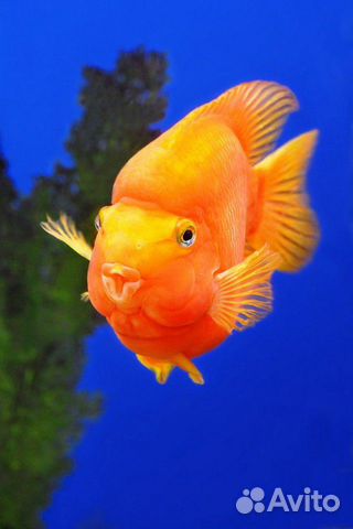 Пара попугаев