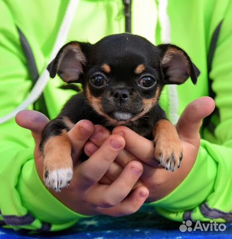 Девочка чихуа курносая куколка